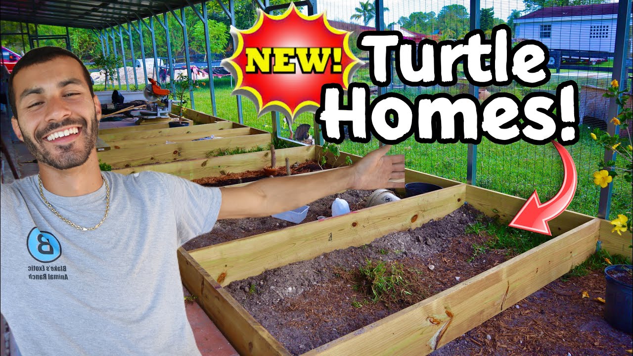 BUILDING NEW HOMES for TURTLES and TORTOISES! - YouTube