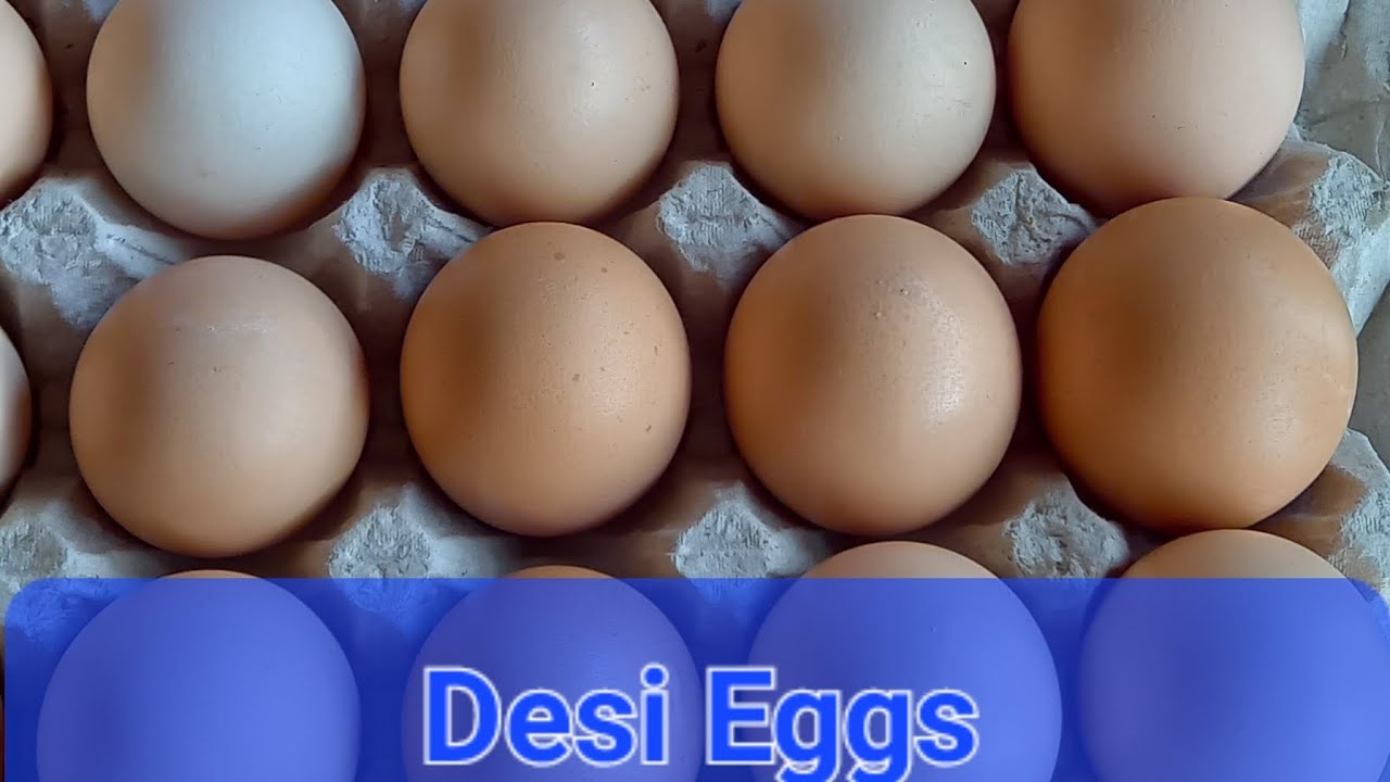 Desi Organic eggs Free range Poultary Farm Jaspur Uttarakhand - YouTube