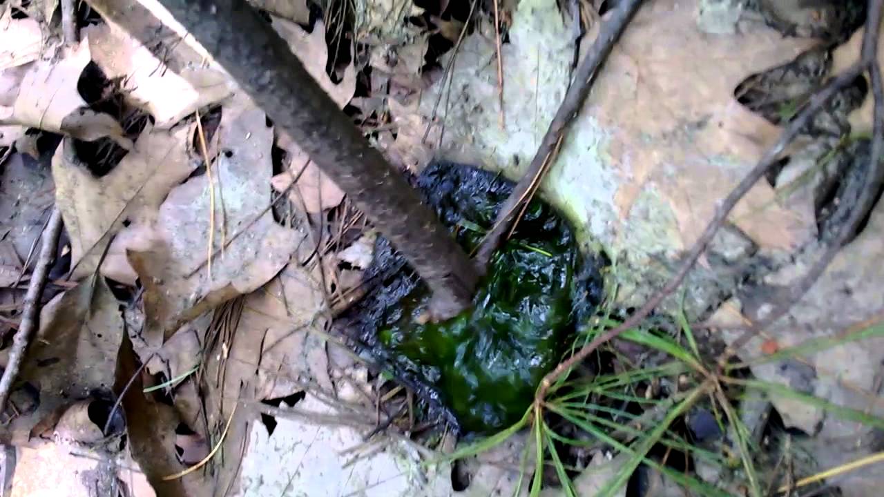 alien shit in the gatineau park - YouTube