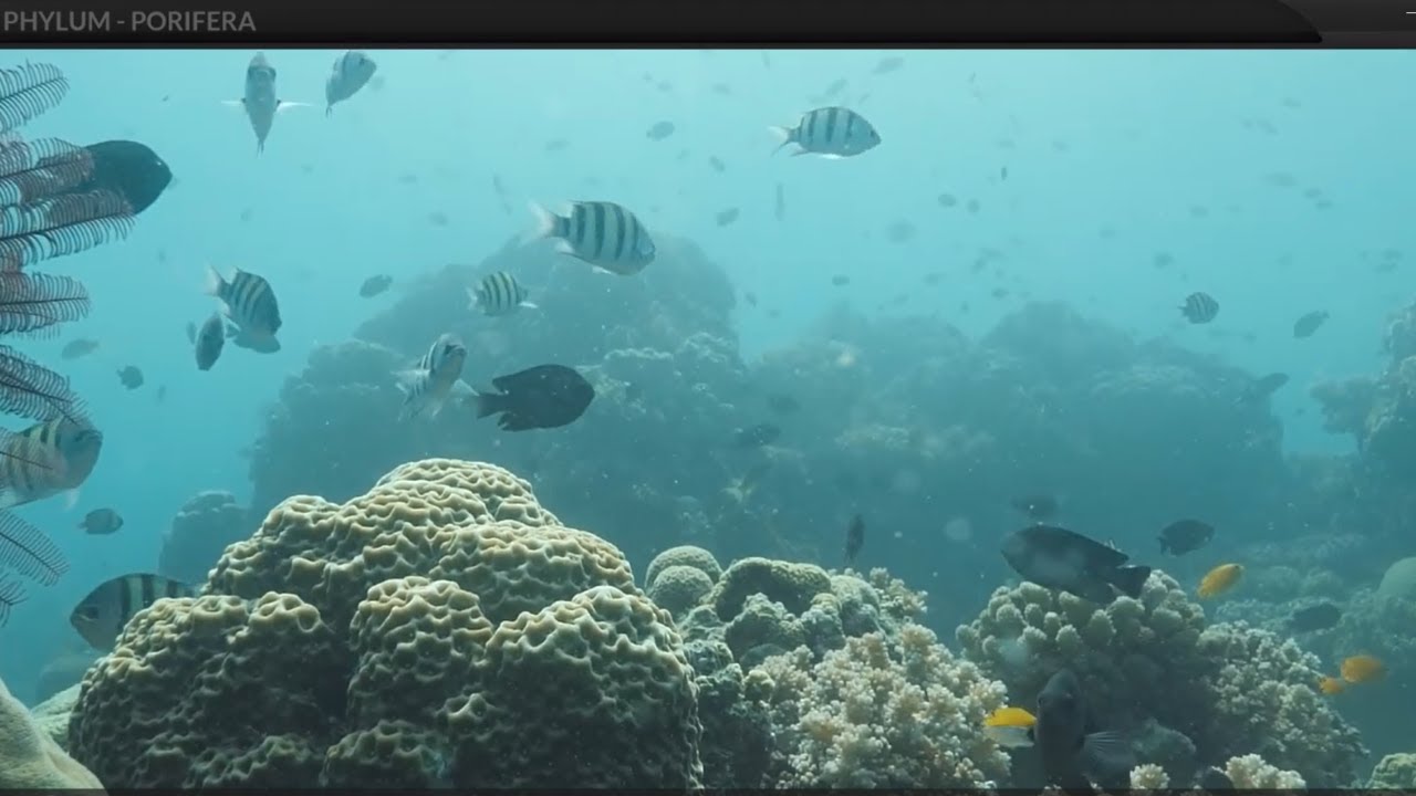 Class 9 - Biology - Diversity in Living Organisms - PHYLUM-PORIFERA ...