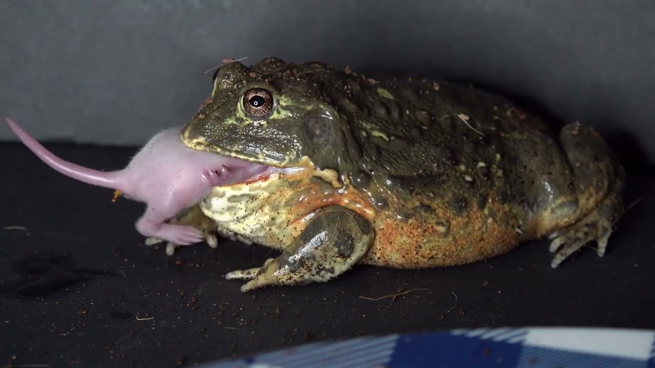 Pixie Frog Chokes Down Pink Rat - Live Feeding - YouTube
