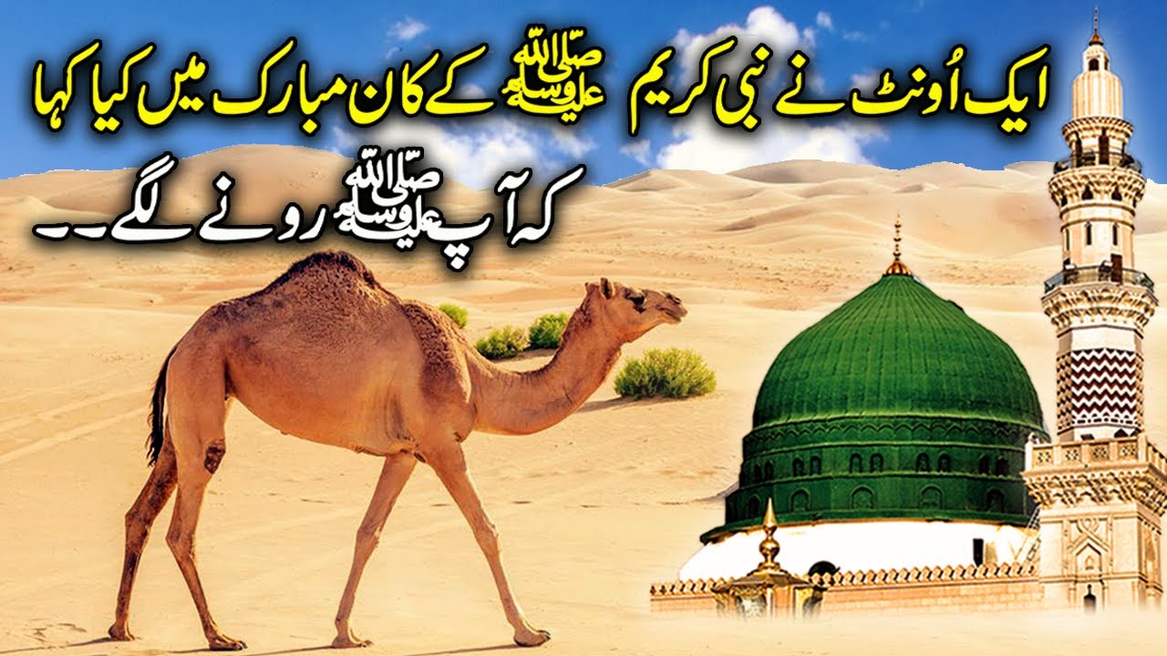 Hazrat Muhammad SAW Aur Oonth Ka Waqia Hazrat Muhammad Ki Zindagi