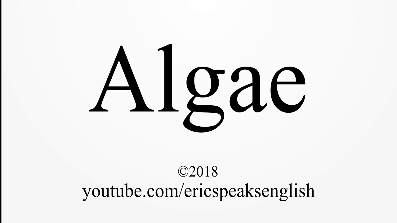 How to Pronounce Algae - YouTube