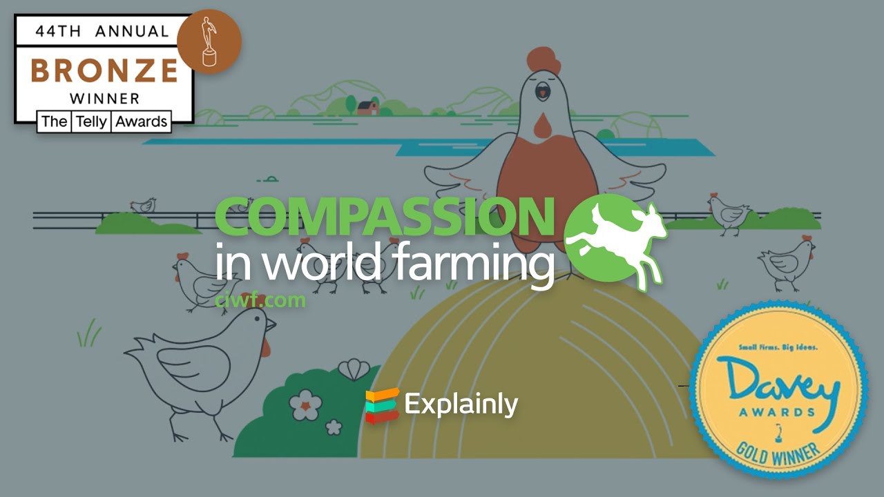 Compassion In World Farming: Chicken Farming | 2D Animated Explainer ...