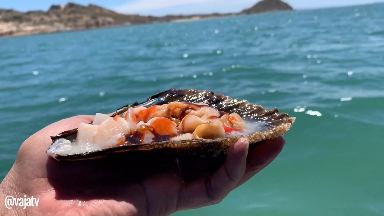 Sacando callos y almejas para prepararlos en una campechana en su ...