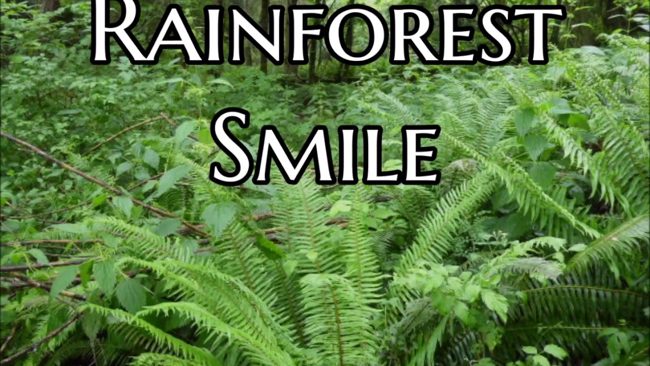 Rainforest Smile - YouTube