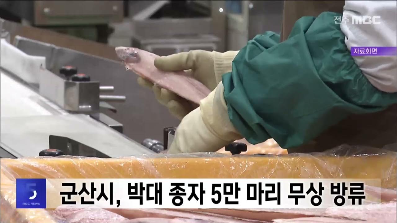 군산시, 박대 종자 5만 마리 무상 방류 | 전주MBC 241115 방송 - YouTube