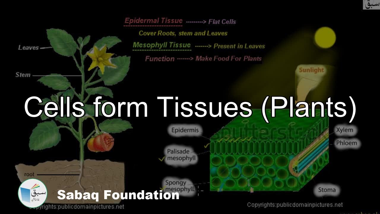 Cells form Tissues (Plants), General Science Lecture | Sabaq.pk - YouTube