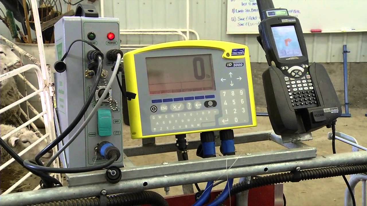 Focus on Improving Flock Management - YouTube