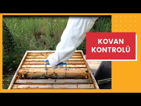 Bal Akım Zamanı Kovan Kontrolü ( Son Çıta EFSANE ! )