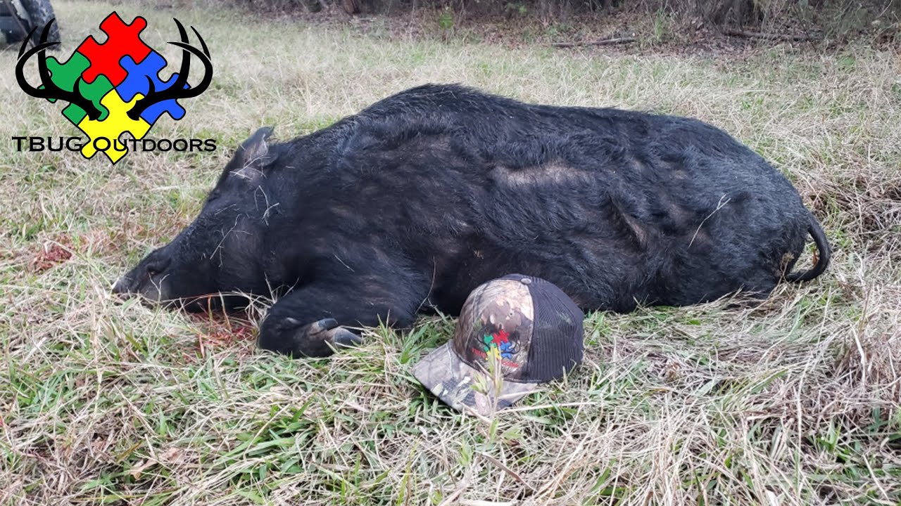 Dad Shoots Big Hog Tbug Outdoors Youtube
