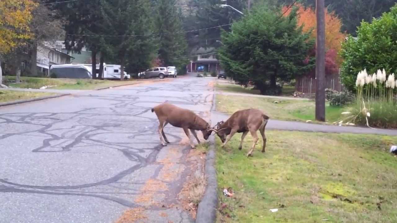 Epic Deer Street Fight - YouTube
