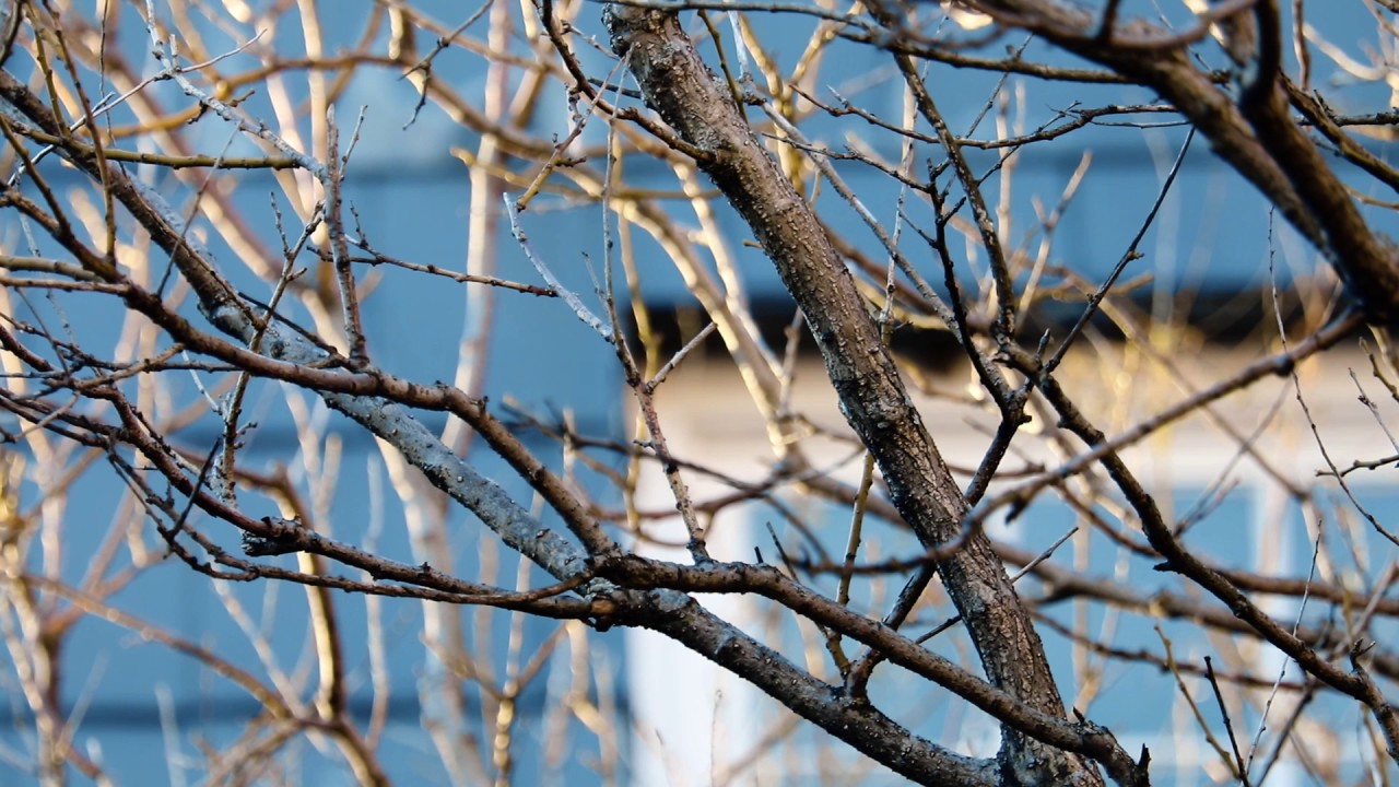 Tree Branches in the Blue - Infinite Loop Video - YouTube