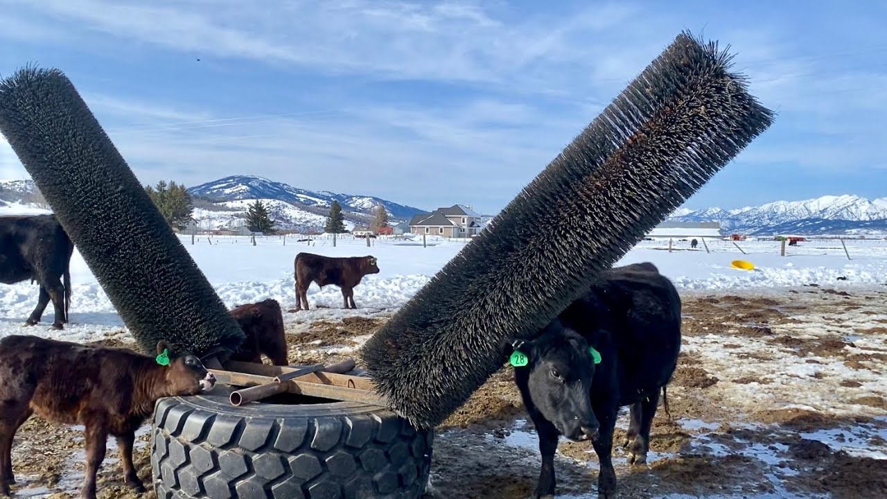 The Ultimate Cow Scratcher! - YouTube