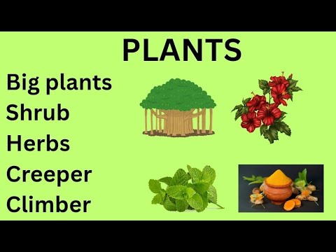 Plants || Types of plants || Types of plants for kids| herbs ,shurbs ...