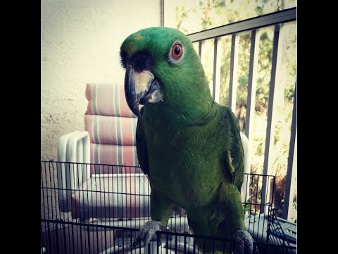 Amazon Parrot Talking - YouTube