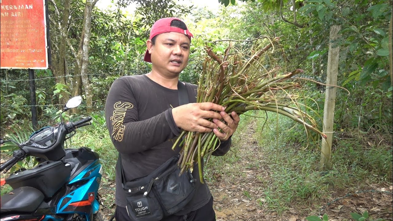 Pucuk merudang masak belacan, antara sayuran yang jarang dimakan dan ...