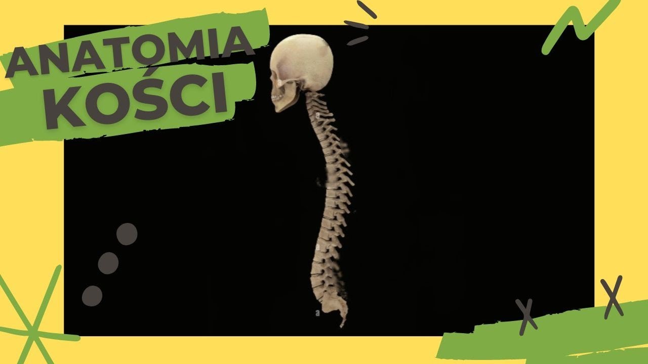 Anatomia kości #11 - Kręgi lędźwiowe, Kość krzyżowa, Kość guziczna ...