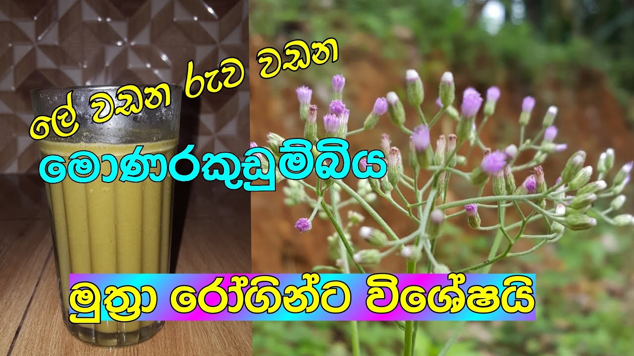 monarakudumbiya | මොණරකුඩුම්බිය | vernonia cinerea - YouTube