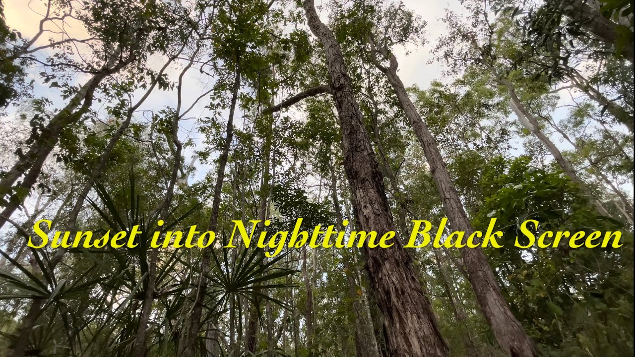 Ambience Sunset Forest into Nighttime Black Screen | Sound of birds ...