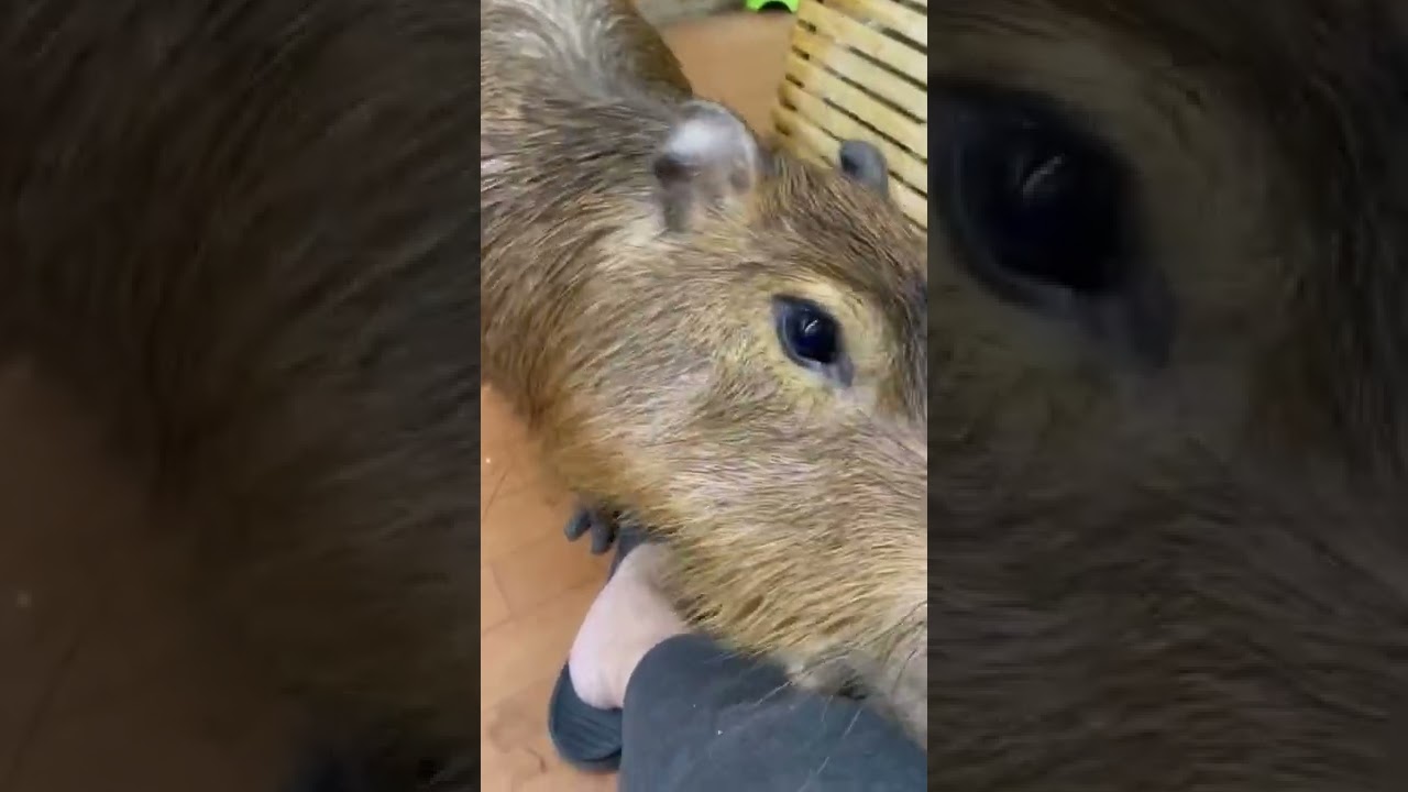 Capybaras are so intelligent カピバラは犬のように頭の良いどうぶつです。 - YouTube