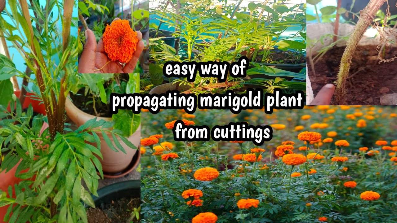 how to grow marigold||and propagation from cuttings||బంతి మొక్క ఎలా ...