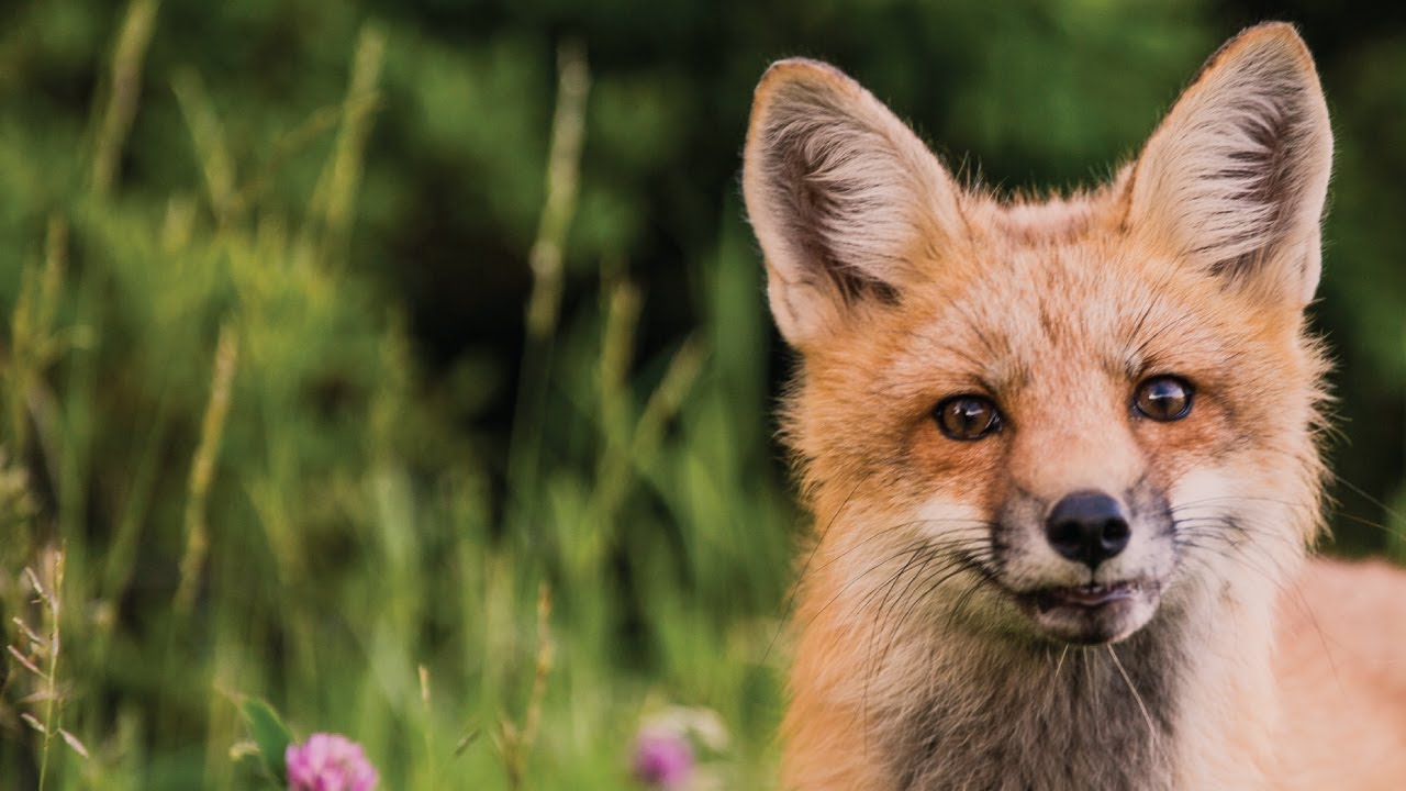 Hike & Seek: Red Foxes & Coyotes - YouTube