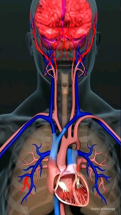 Heart to Brain blood circulation #heart #brain #bloodcirculation # ...