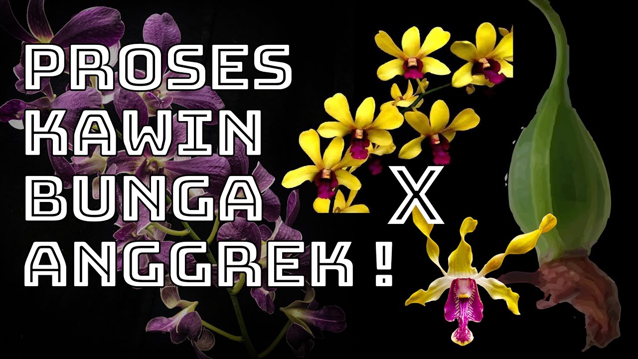 CARA MENYILANG ANGGREK [ DIJAMIN BERHASIL ] Kawin Silang Bunga Anggrek ...