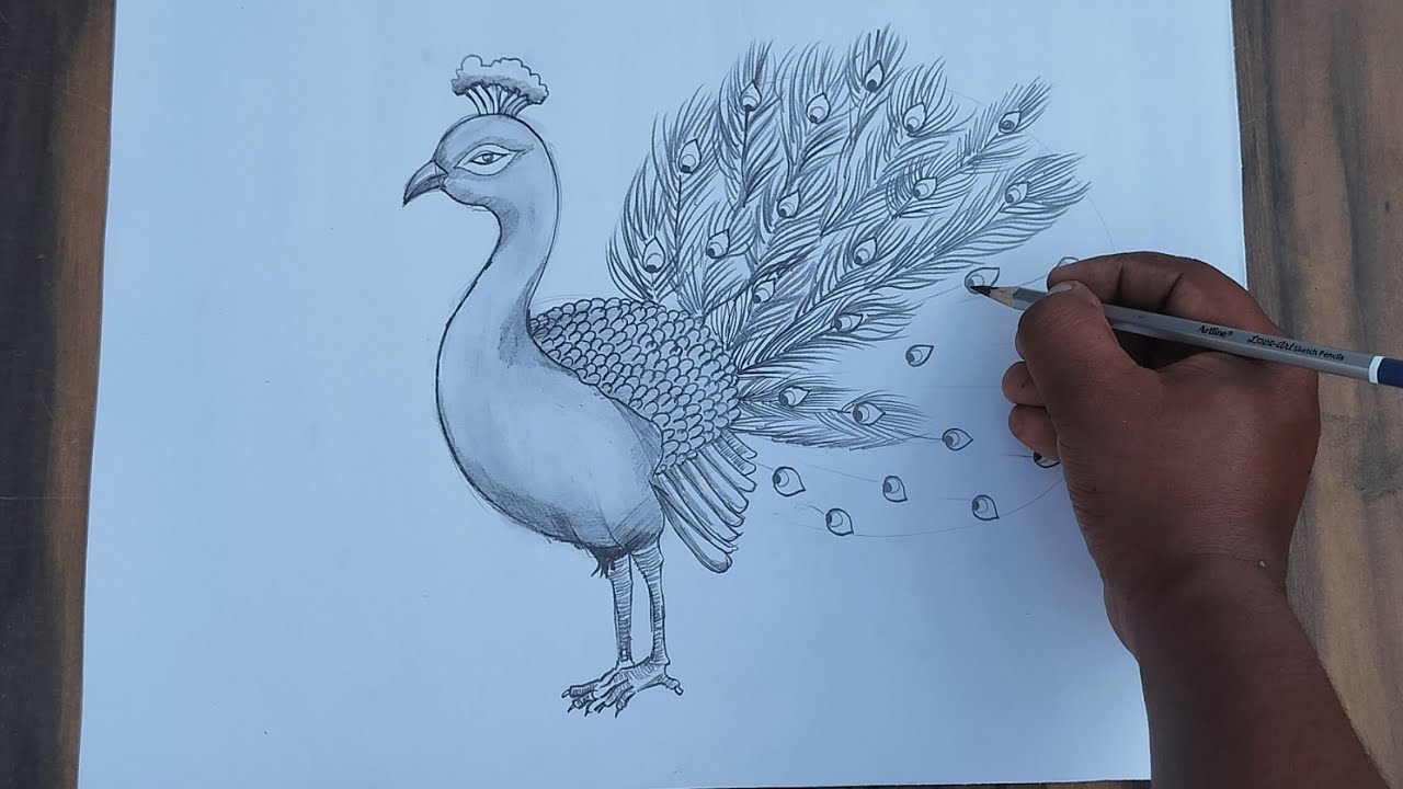 Peacock drawing Easy /Pencil Drawing Peacock Simple Drawing With Pencil ...
