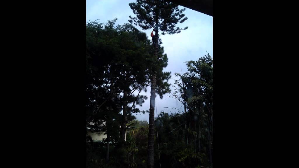 pine tree timelapse - YouTube