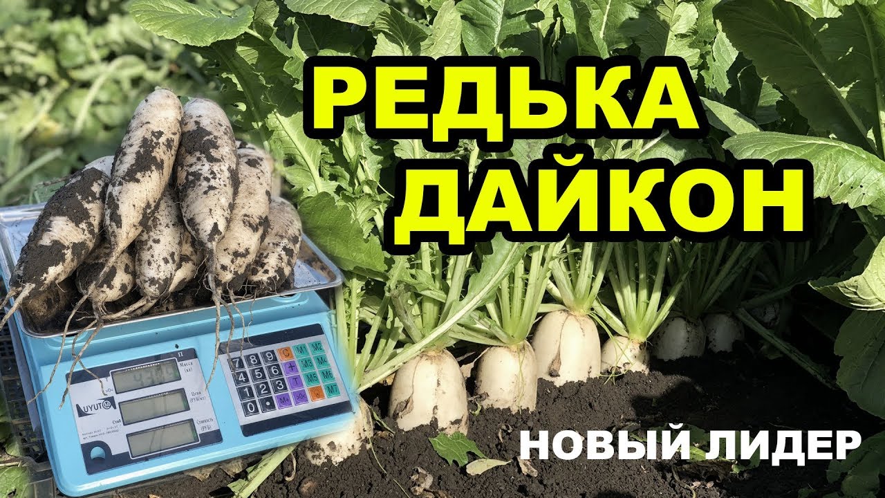 Редька Дайкон. Новый лидер на рынке! - YouTube