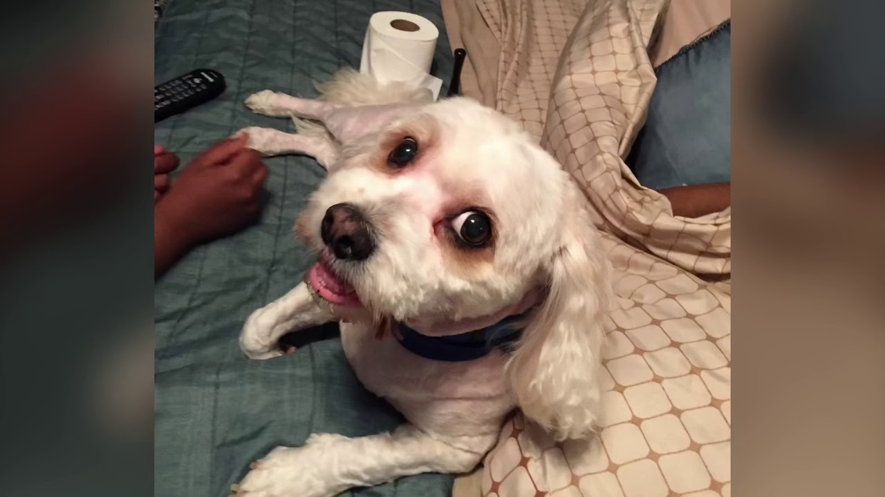 So cute dog slideshow - YouTube