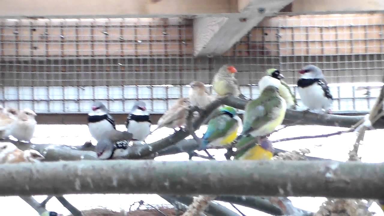 Australian finch aviary - YouTube