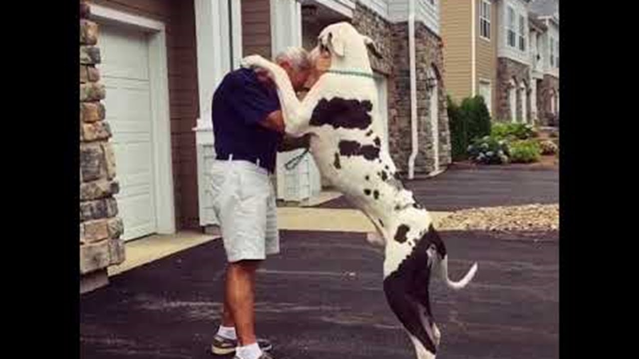 Great Dane Gives Great Hug || ViralHog - YouTube