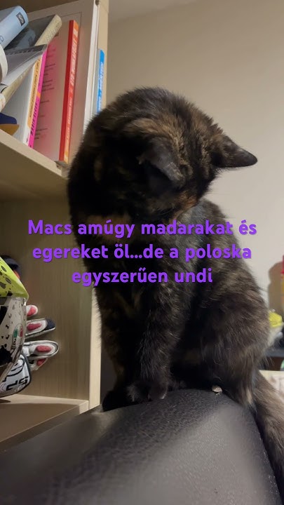 Poloska vs Macska - YouTube