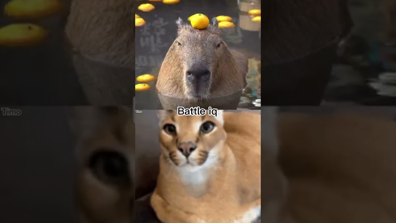 Capybara vs floppa?! - YouTube