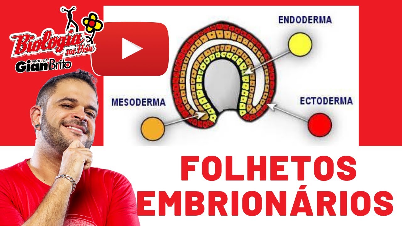 FOLHETOS EMBRIONÁRIOS - EMBRIOLOGIA - YouTube