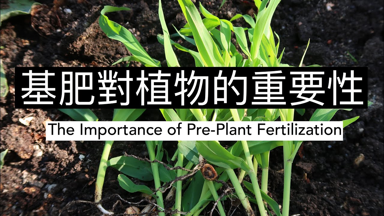 The Importance of Pre-Plant Fertilization | 實驗：基肥對植物的重要性 - YouTube