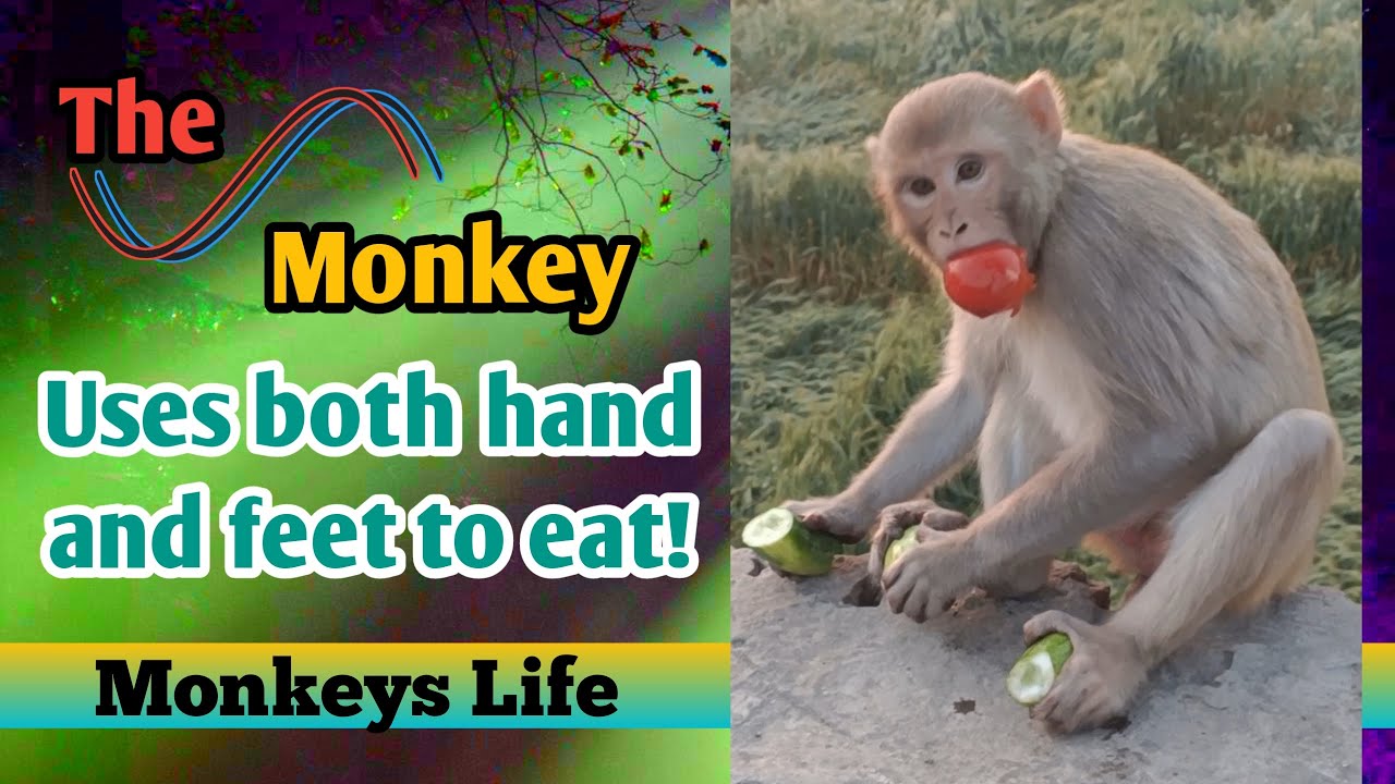 The Monkey Uses Both Hand and Feet to eat !! - YouTube