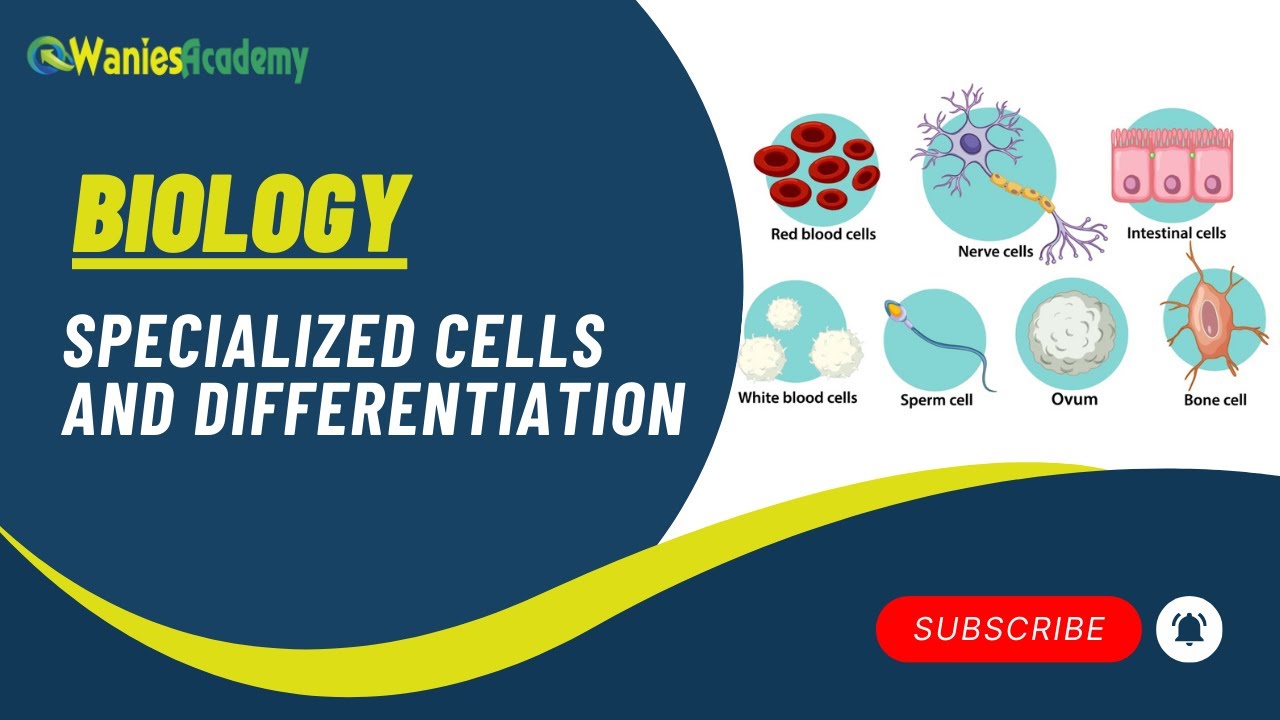 Wanies Academy Biology Specialized Cells and Differentiation - YouTube