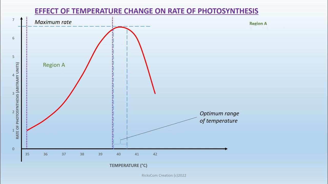 Effect of Temperature on Rate of Photosynthesis - YouTube