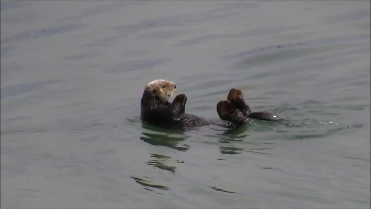 Sea Otter Ethogram 1 - YouTube
