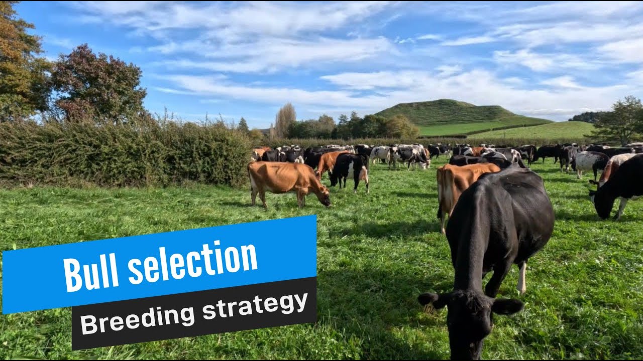 Breeding dairy cows- picking overseas bulls for our milking herd. Herd ...