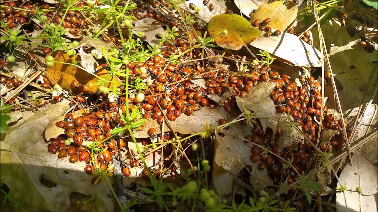 Ladybug Hibernation Colony, Northern, California - YouTube