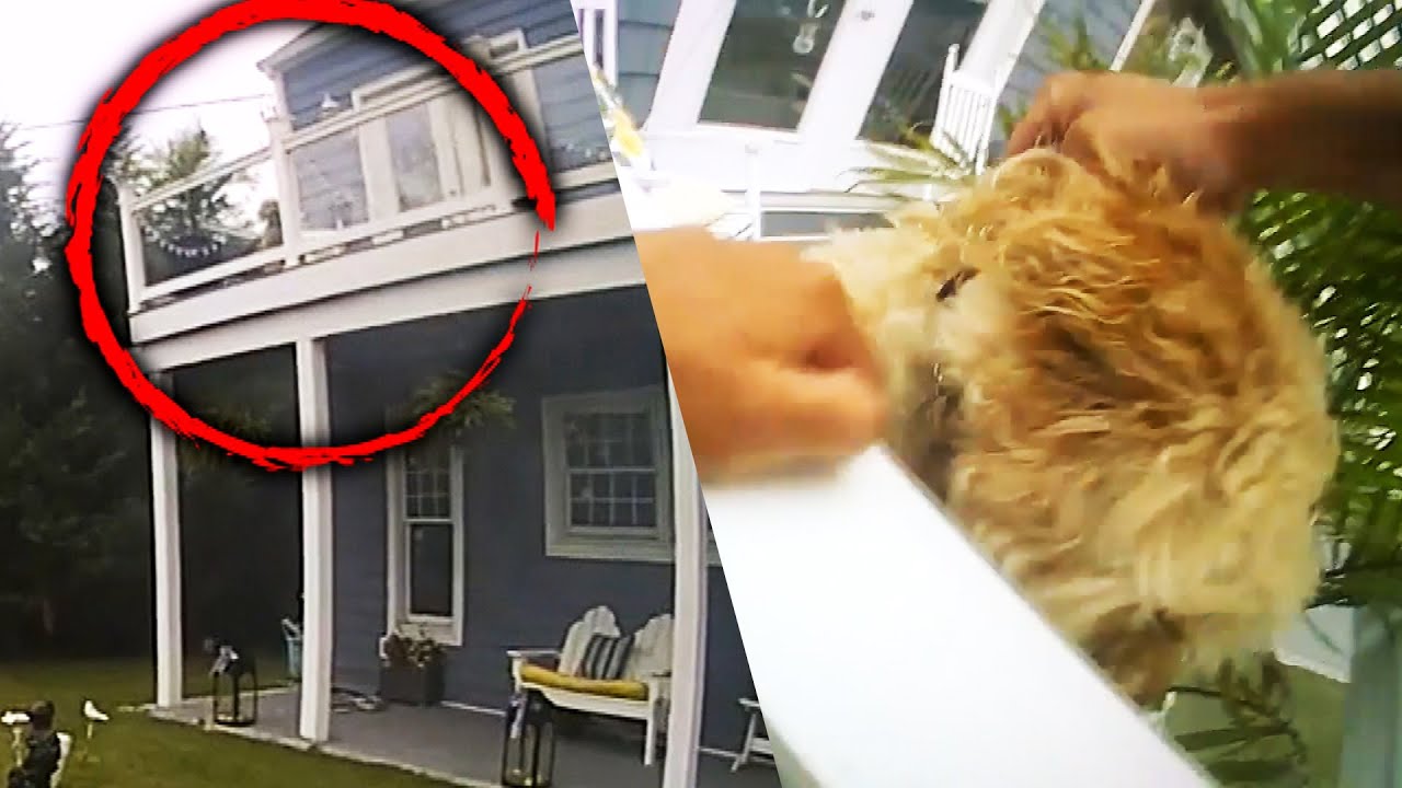 Police Officer Makes Daring Rescue to Save Cockapoo - YouTube
