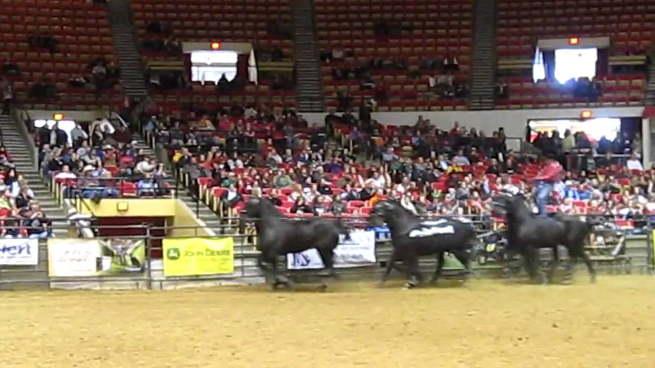 Texas Thunder - Roman Riding at Midwest Horse Fair - YouTube