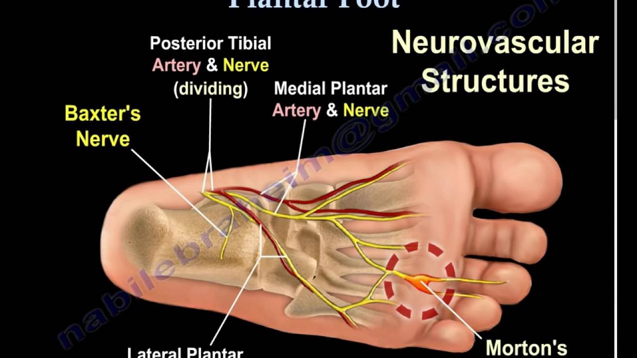 Muscle Anatomy Of The Plantar Foot Everything You Need To Know Dr Nabil ...