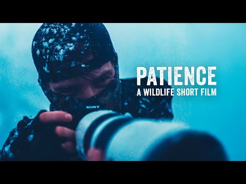 Patience | A Wildlife Short Film