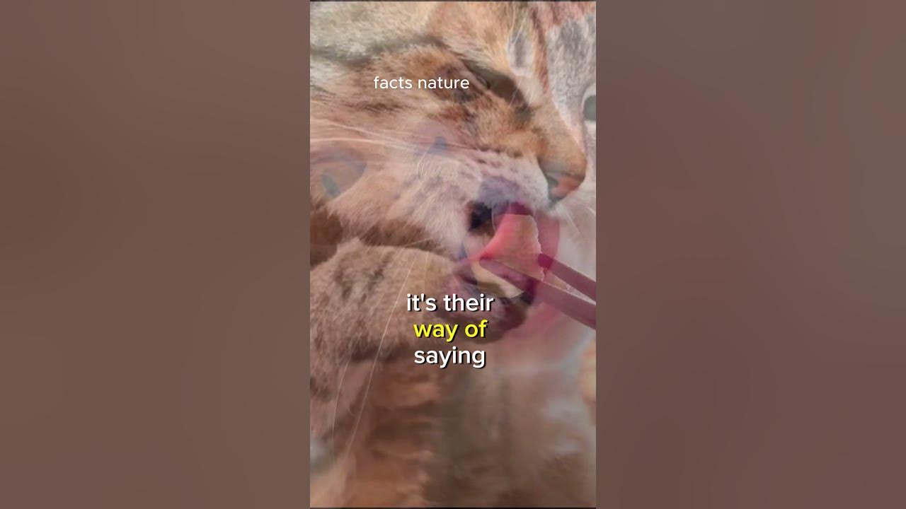 Decoding Cats' Meow Language - Part 1 #viral #short - YouTube